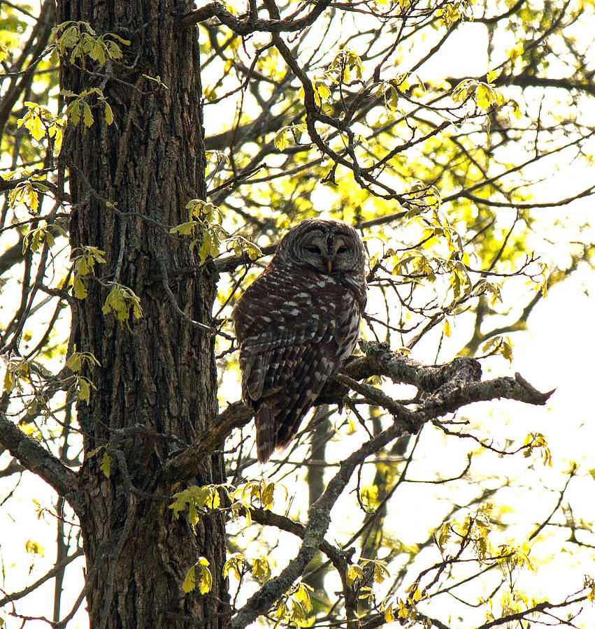 Barred Owl 12 2015 Photograph By June Goggins Fine Art America