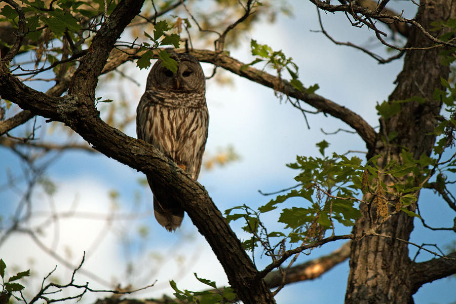 Barred Owl 14 2015 Photograph By June Goggins Fine Art America
