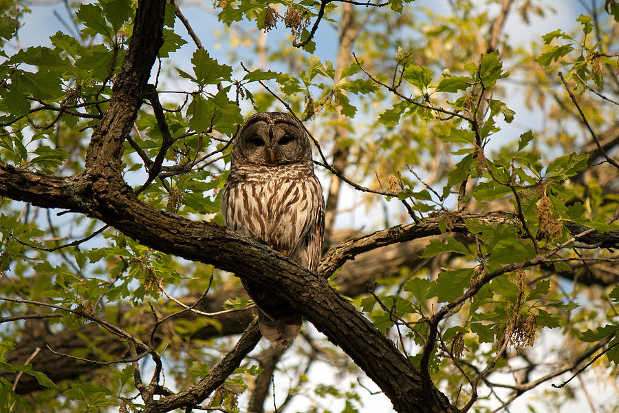 Barred Owl 18 2015 Photograph By June Goggins Fine Art America