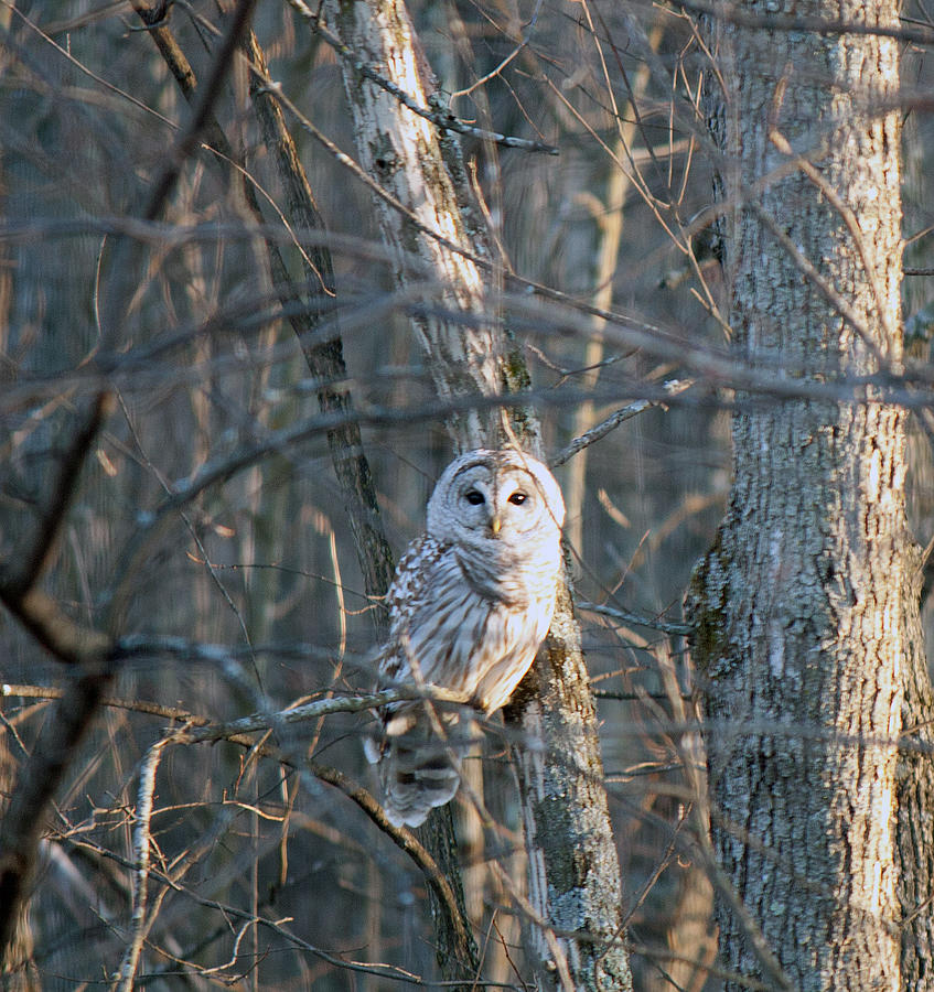 Barred Owl 2 2014 Photograph By June Goggins Fine Art America