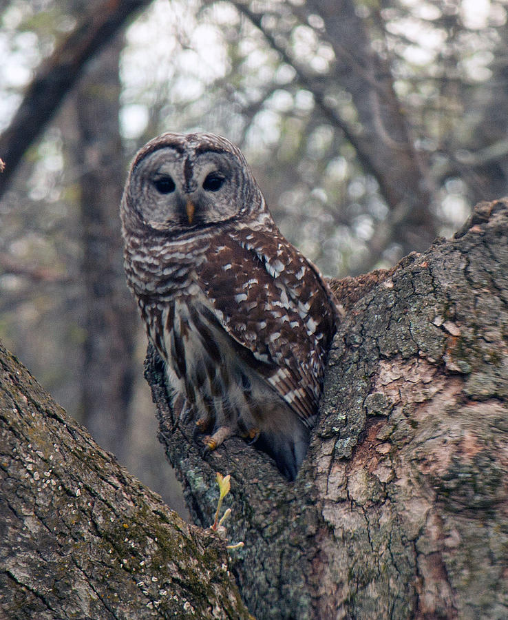 Barred Owl 2 2015 Photograph By June Goggins Fine Art America