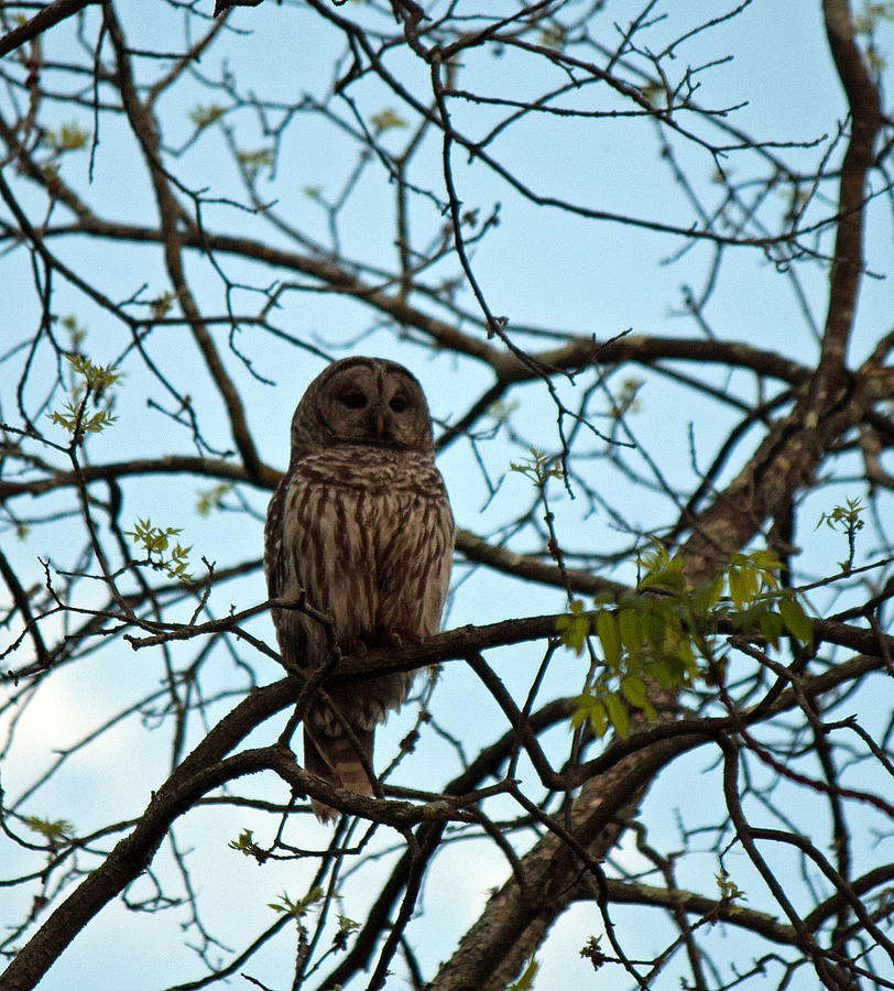 Barred Owl 20 2015 Photograph By June Goggins Fine Art America