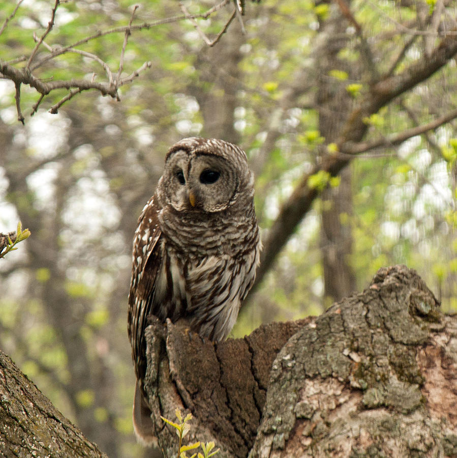 Barred Owl 5 2015 Photograph By June Goggins Fine Art America