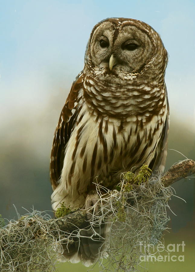 Barred Owl On Watch Photograph By Myrna Bradshaw Fine Art America
