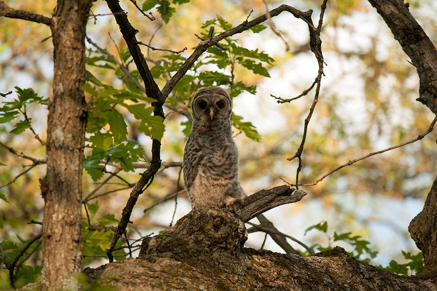 Barred Owlet 32 2015 Photograph By June Goggins Fine Art America