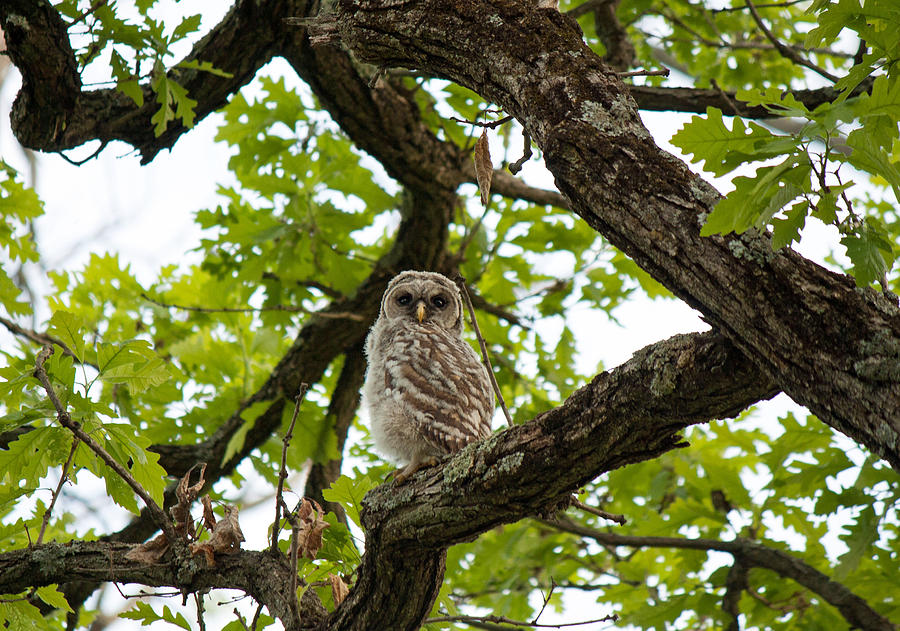 Barred Owlet 36 2015 Photograph By June Goggins Fine Art America