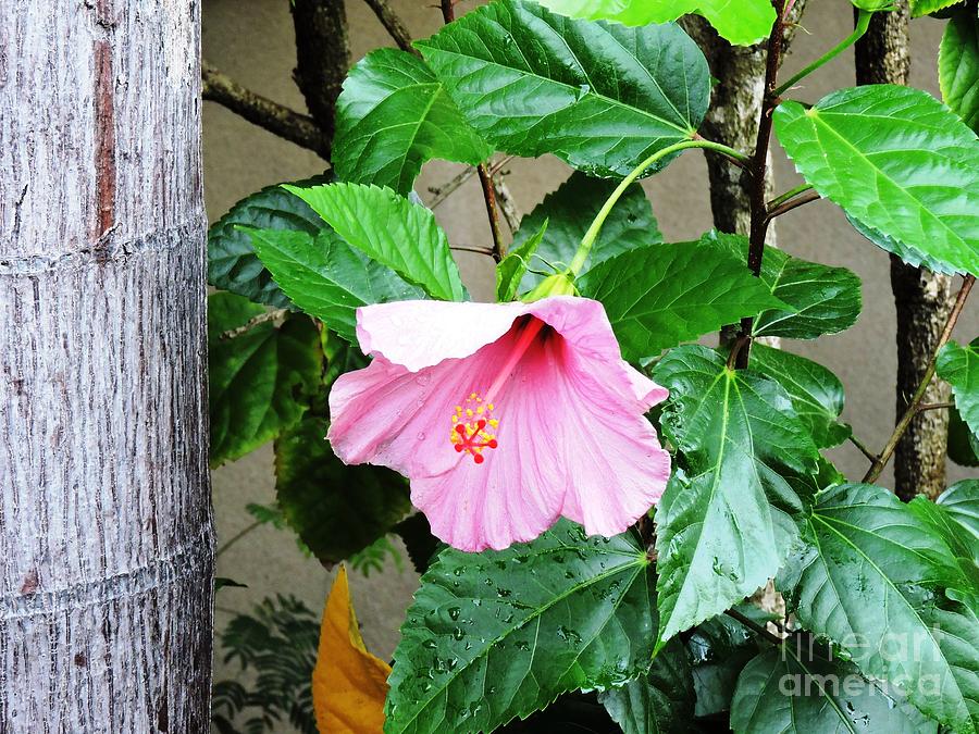 Bashful Photograph by Beth Williams - Fine Art America
