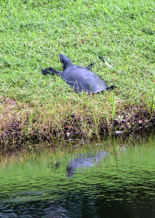 Basking Florida Softshell Photograph by William Tasker - Fine Art America
