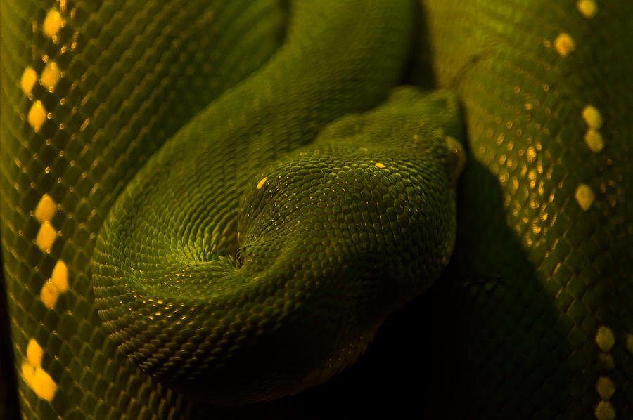 Basking Python Photograph by Claes Touber - Pixels