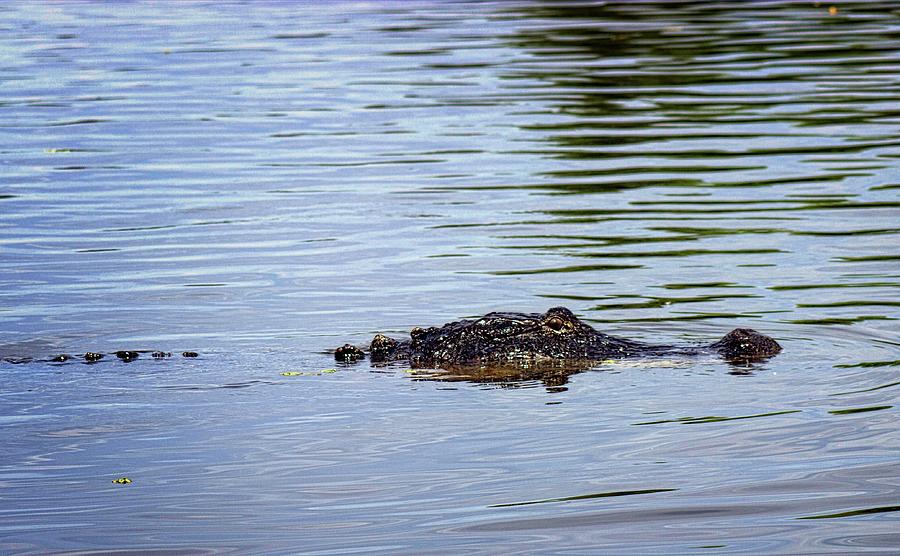 Bayou Buddy Photograph by Fred Hahn - Fine Art America