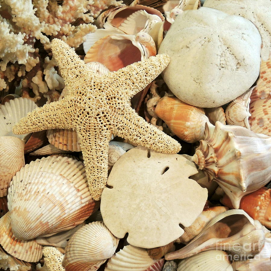 Beach shells Photograph by Myrna Bradshaw - Fine Art America