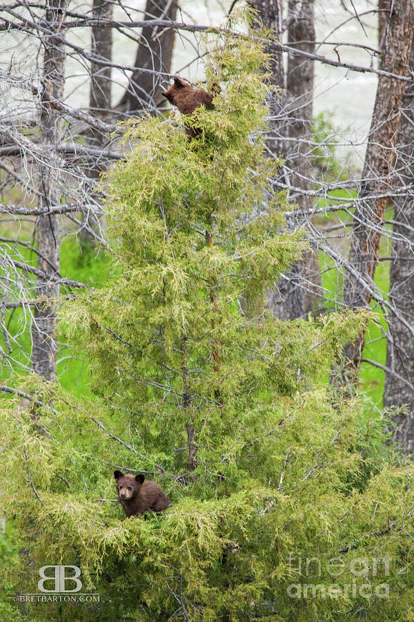 Bear Cubs in a Tree Photograph by Bret Barton - Fine Art America