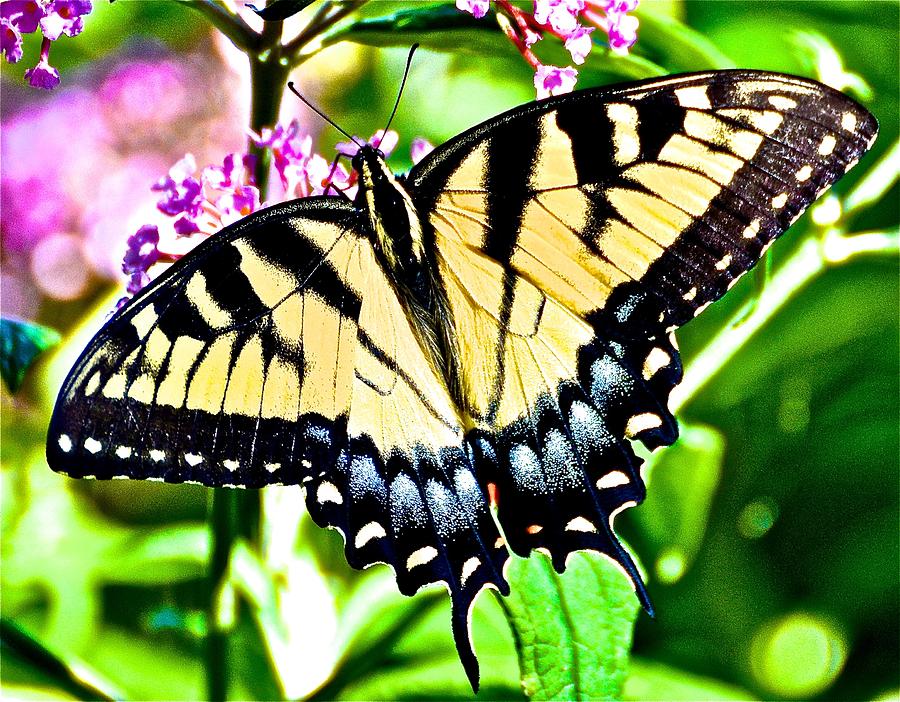 Beautiful Butterfly Photograph by Danielle Sigmon - Pixels