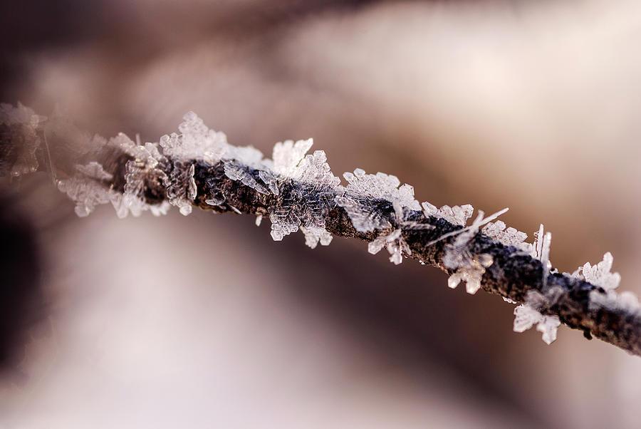 Beautiful snowflakes on a branch Photograph by Vishwanath Bhat - Pixels