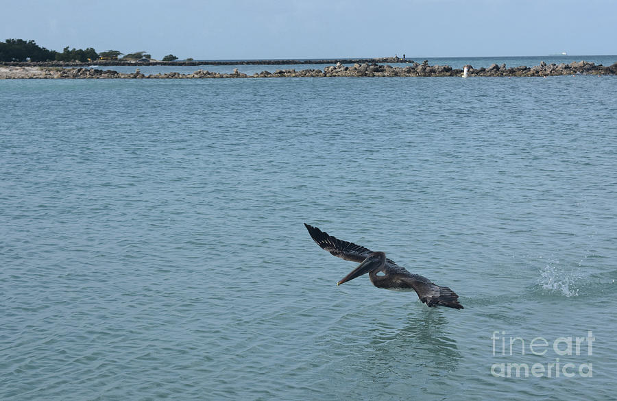 Beautiful large water fowl landing into the ocean Photograph by DejaVu ...