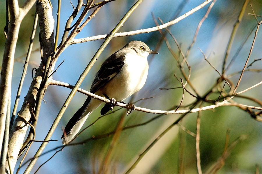 Beautiful Mockingbird Photograph by Teresa Blanton - Pixels