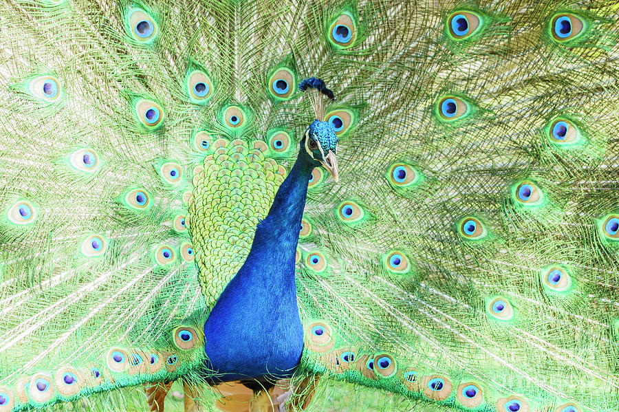Beautiful Peacock Displaying His Beautiful Fan Photograph By Chon Kit