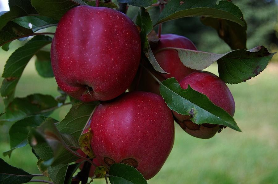 Beautiful Red Apples Photograph by Paul Savage - Fine Art America