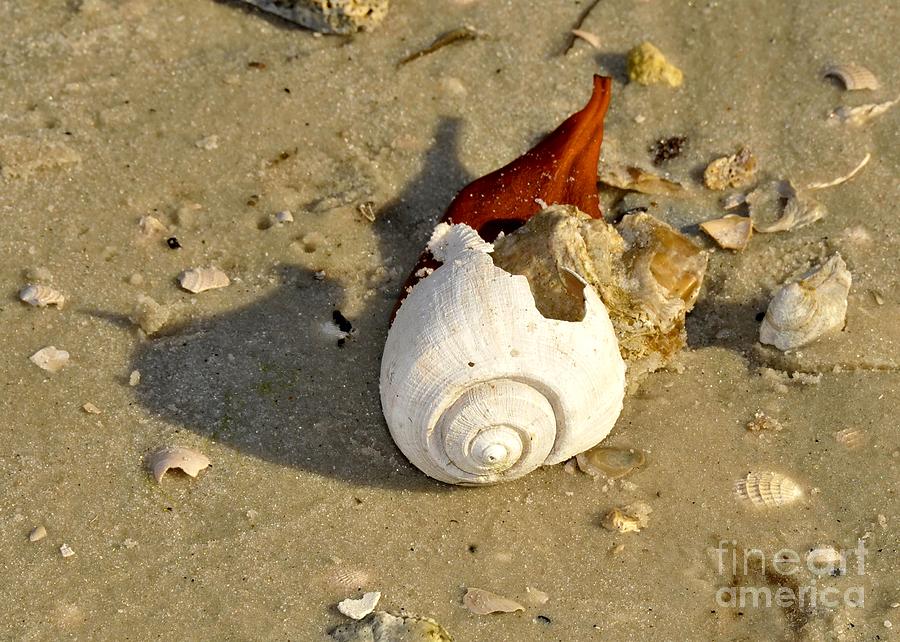 Beauty from the sea Photograph by David Lee Thompson - Fine Art America