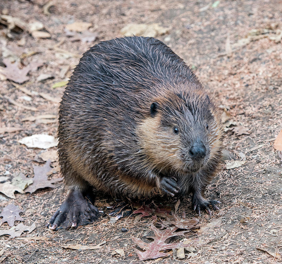 Beaver Photograph by William Bitman - Fine Art America