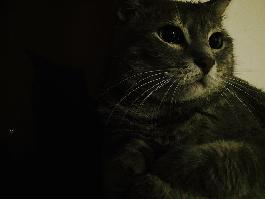 Bebe - Dramatica Photograph by Devon Fenton - Pixels