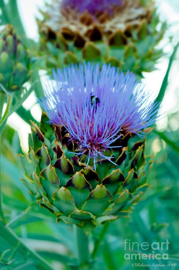 Bee Avacado Flower Photograph by Rebecca Stephens - Pixels