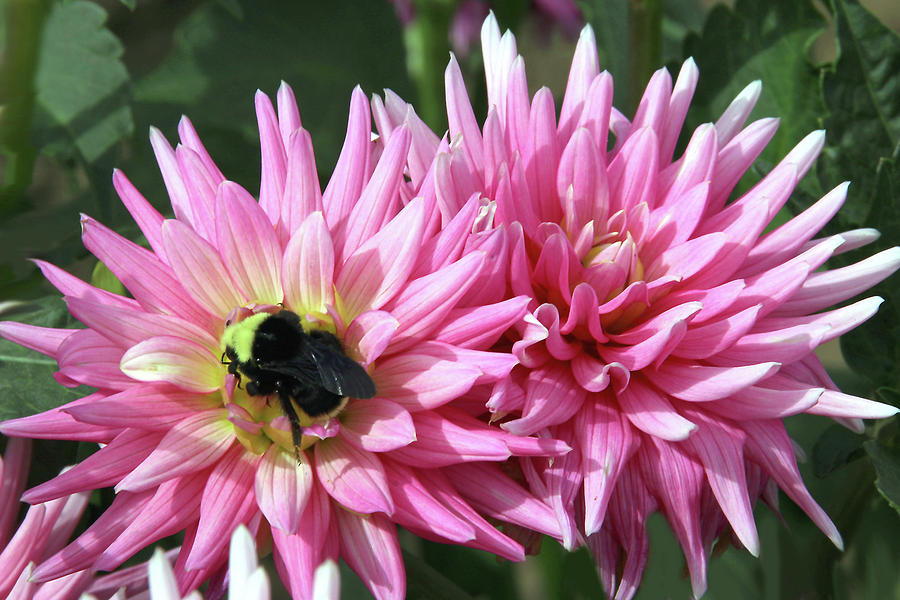 Bee First Photograph By Debra Orlean Fine Art America