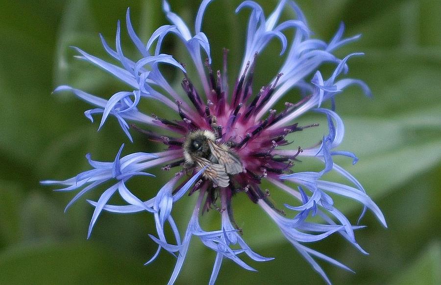 Bee-utiful Photograph by Lori Seaman | Fine Art America