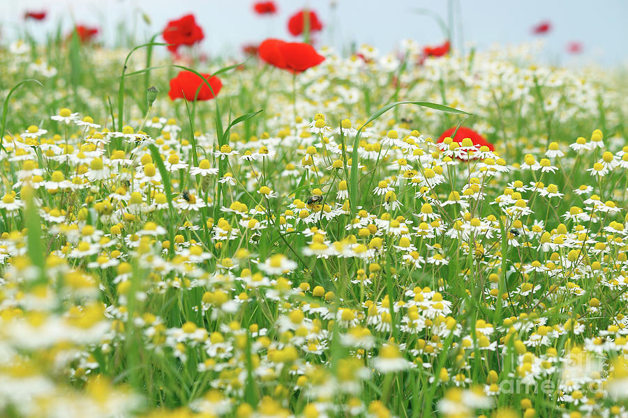 Bees Chamomile And Poppy Flower Meadow Spring Season Photograph by Goce ...