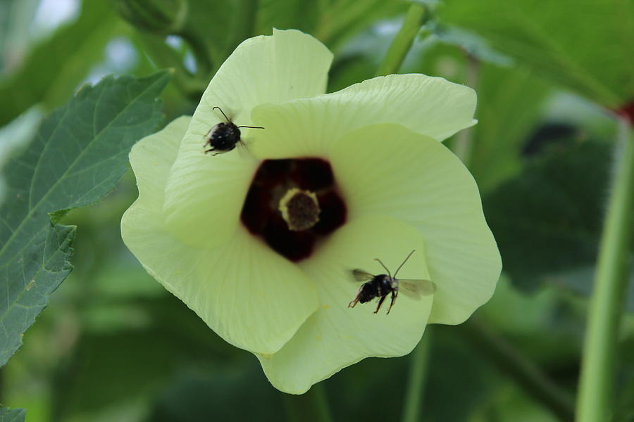 Bees in Flight Pyrography by Cynthia Rountree - Pixels