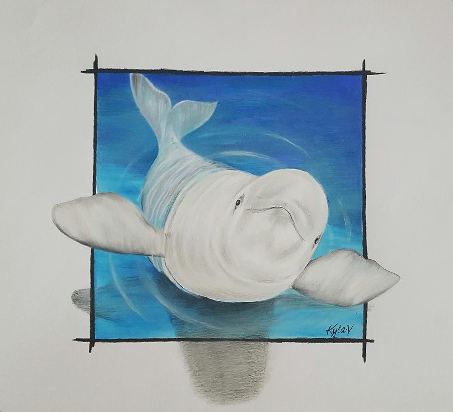 Beluga Drawing by Kyla Vermeulen - Fine Art America