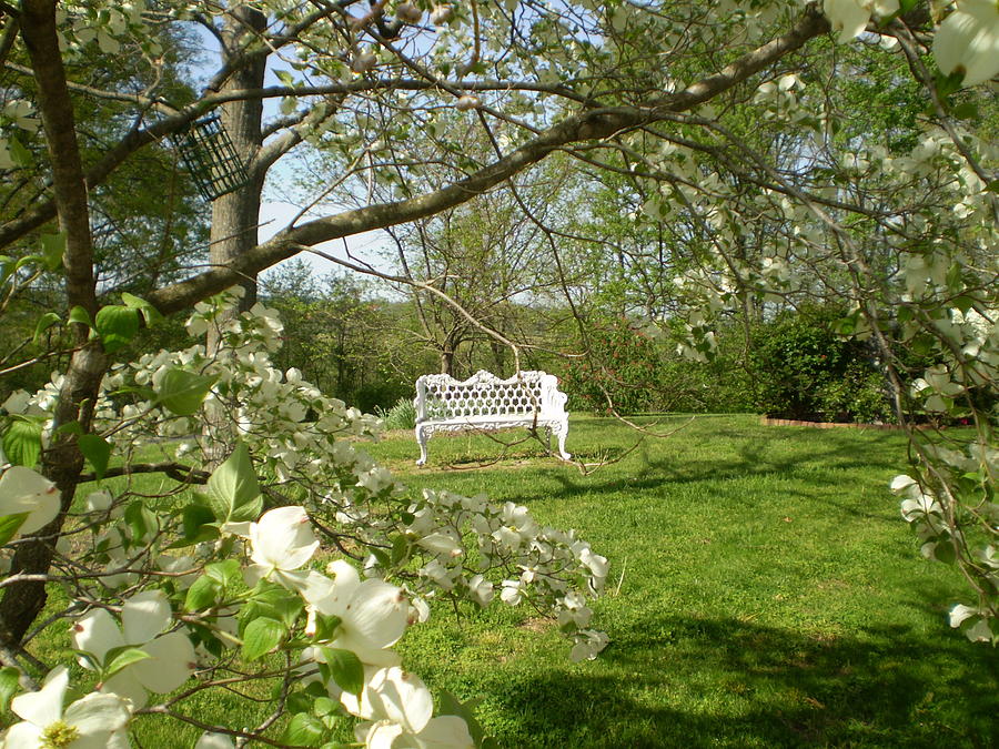 Bench in spring Photograph by Cat Rondeau - Fine Art America