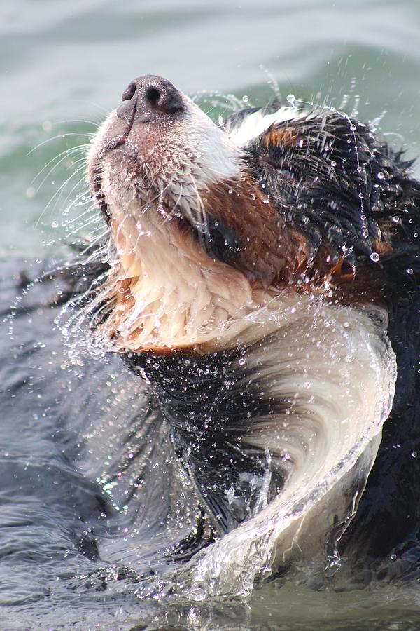 Berner Shake Photograph by Christa Duff - Fine Art America