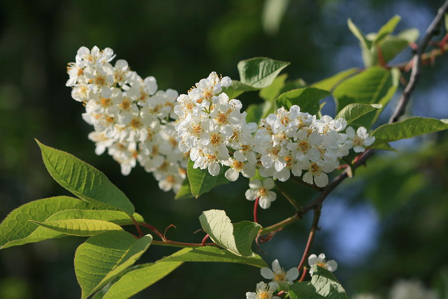Berry Blossoms Photograph by Denise Adams - Fine Art America