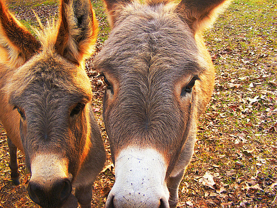 Best friends Photograph by Cindy Yeakel - Fine Art America