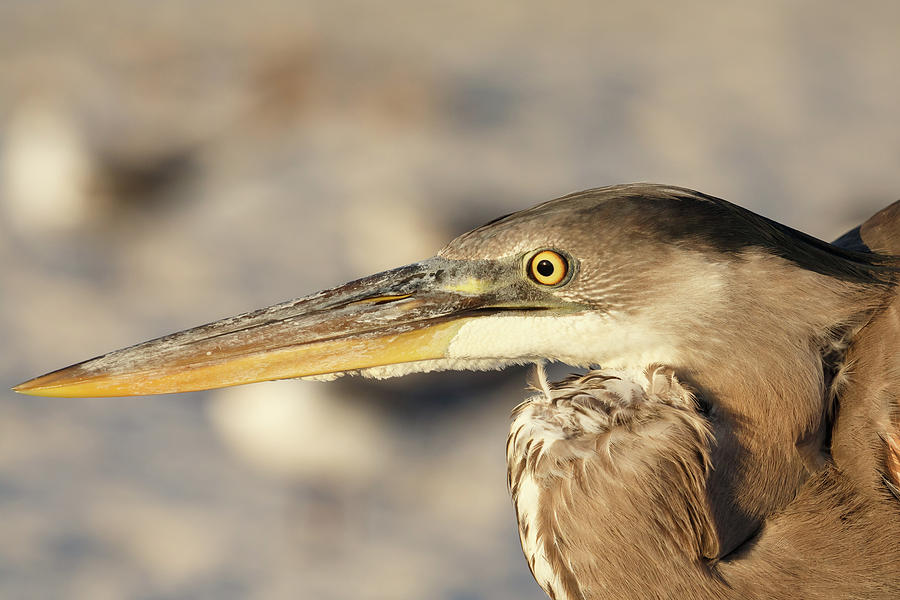 Big Beak Photograph by Gary Oliver - Fine Art America