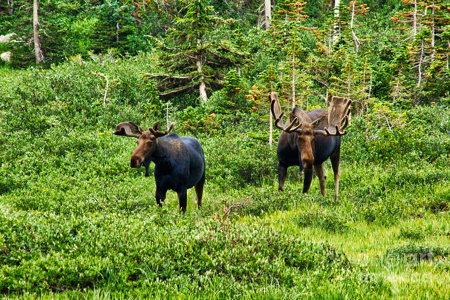 Big Rack Photograph by John Kenealy - Fine Art America