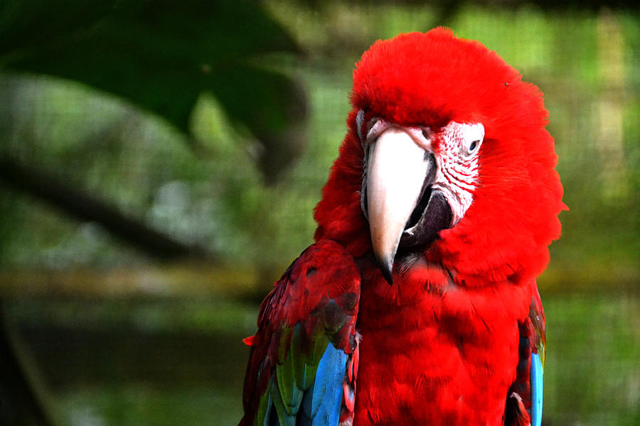 Big Red Parrot Photograph by Harry Coburn - Pixels