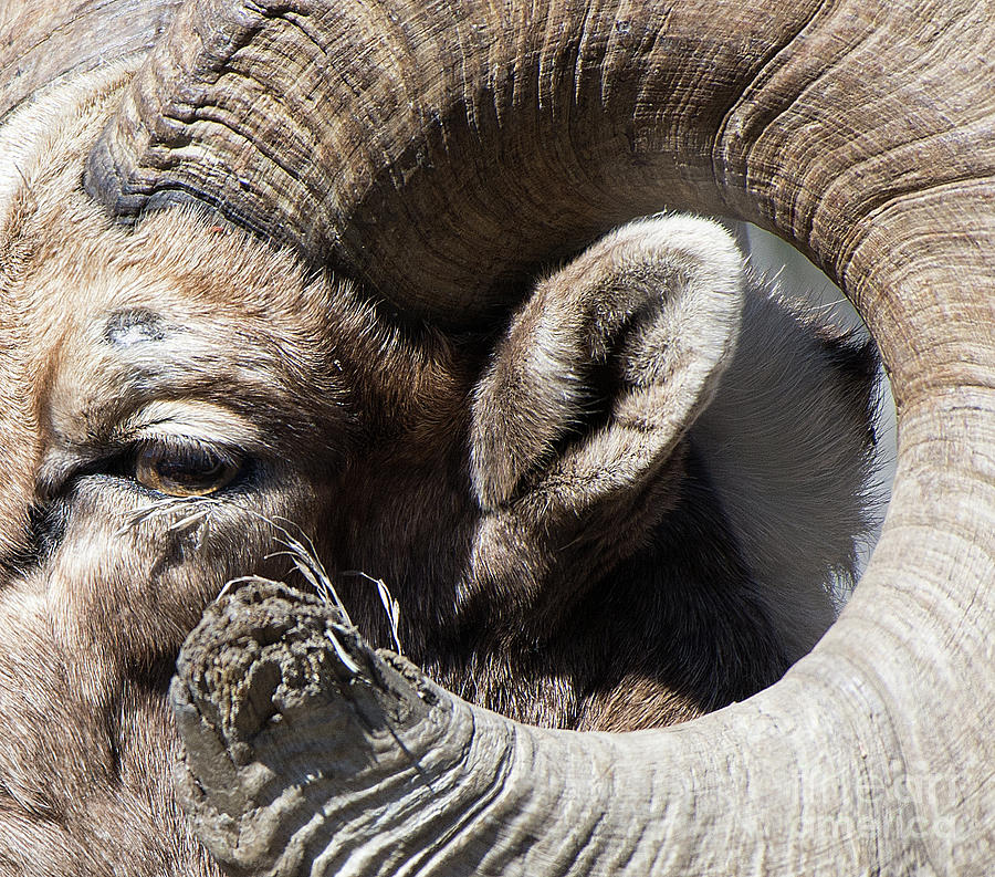 Bighorn Ram Eye Photograph by Connie Troutman