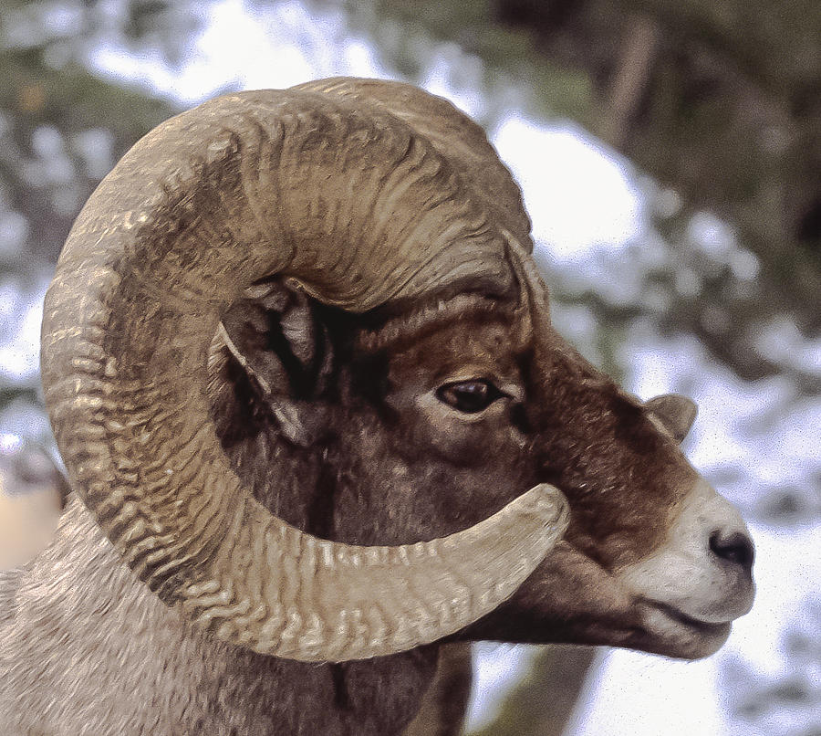 Bighorn Sheep Up Close Photograph by Floyd Bond - Fine Art America