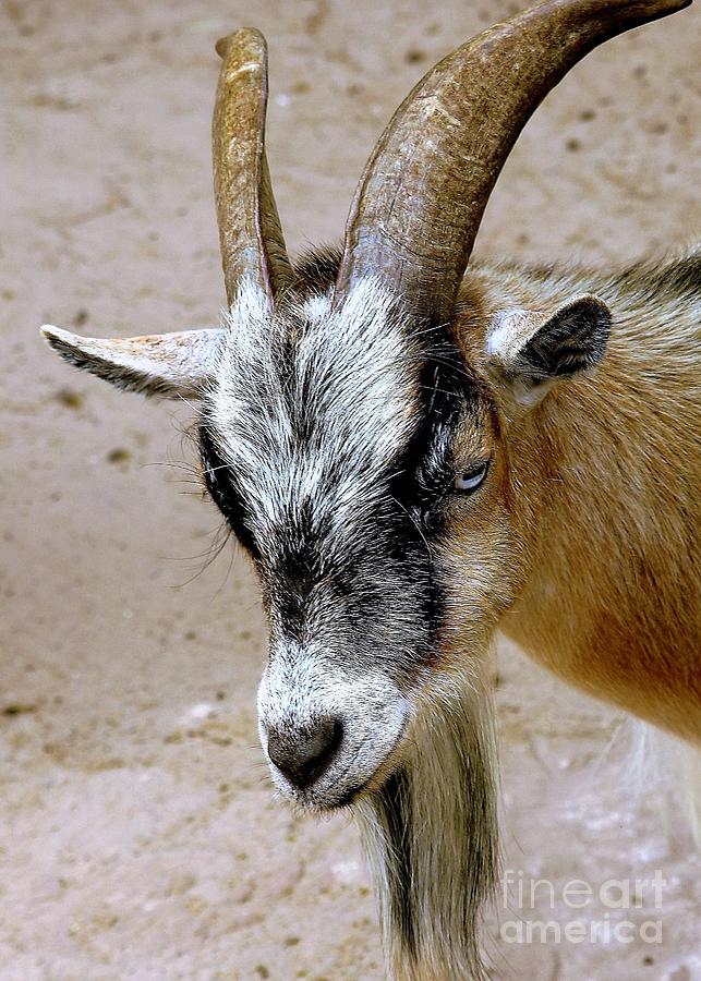 Billy Goat Gruff Photograph by Diann Fisher - Fine Art America