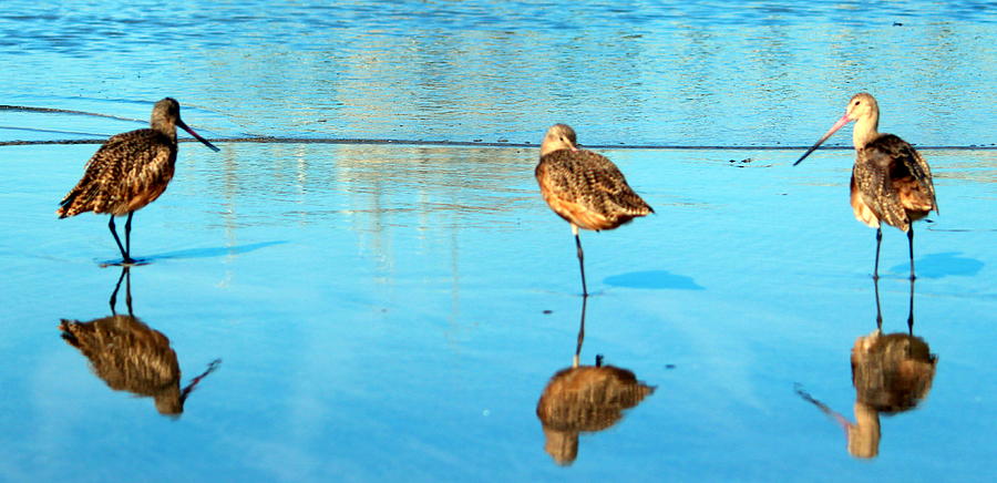Bird Reflection Photograph by Stephanie Moses - Pixels