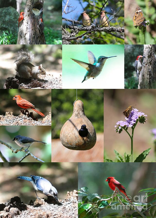 Birdsong Nature Center Collage Photograph By Carol Groenen Fine Art America