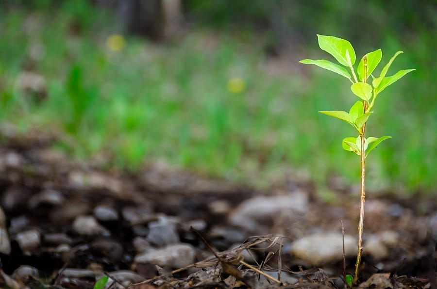 Birth of a new tree Photograph by Norm Sparks | Fine Art America