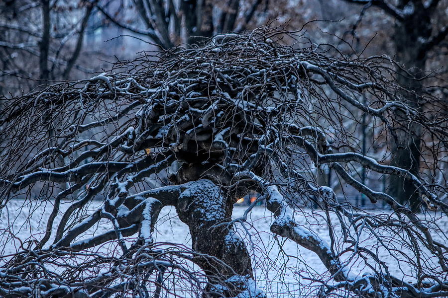 Bitter Cold Photograph by Nick Difi - Fine Art America Bitter Cold Photograph by Nick Difi - Fine Art America