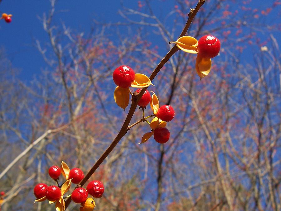 Bittersweet Berries Photograph by Fromuth Photography - Fine Art America