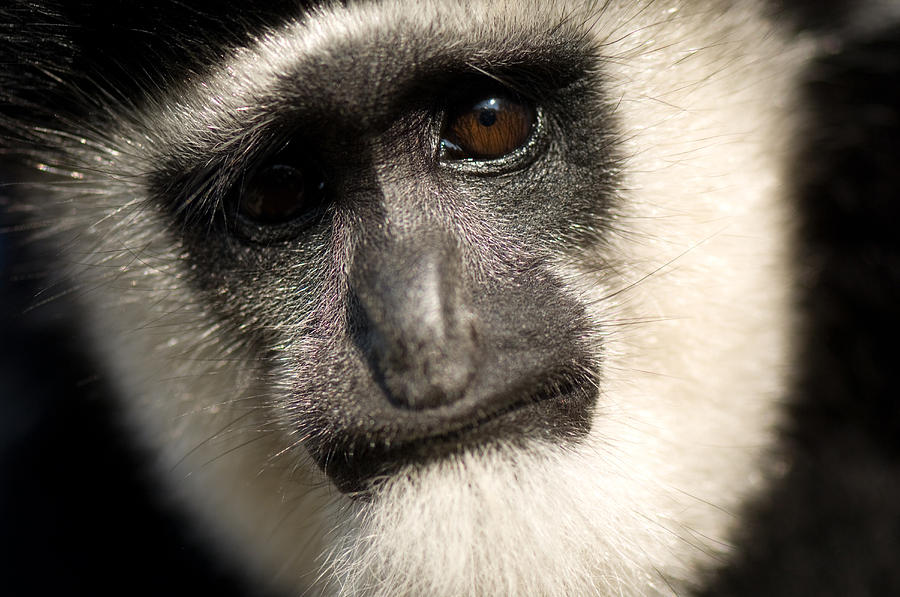 Black And White Colobus Monkey Colobus Photograph by Joel Sartore Black And White Colobus Monkey Colobus Photograph by Joel Sartore