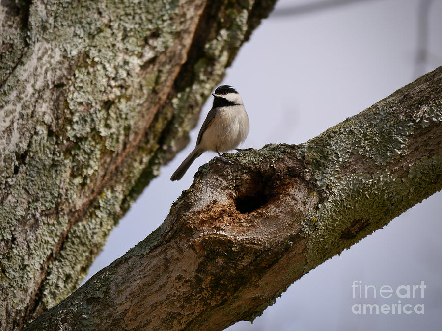 Black-Capped Chickadee Nesting Photograph by Rachel Morrison Black-Capped Chickadee Nesting Photograph by Rachel Morrison