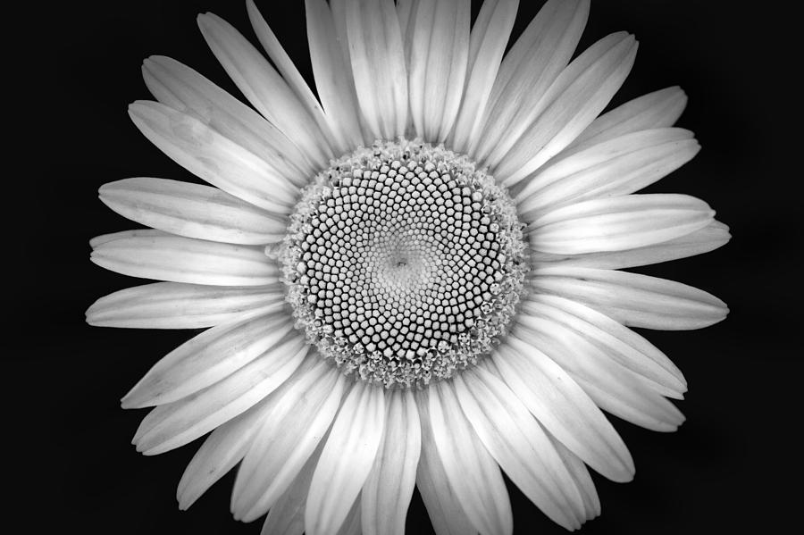 Black Sunshine Photograph by David Lamb - Fine Art America