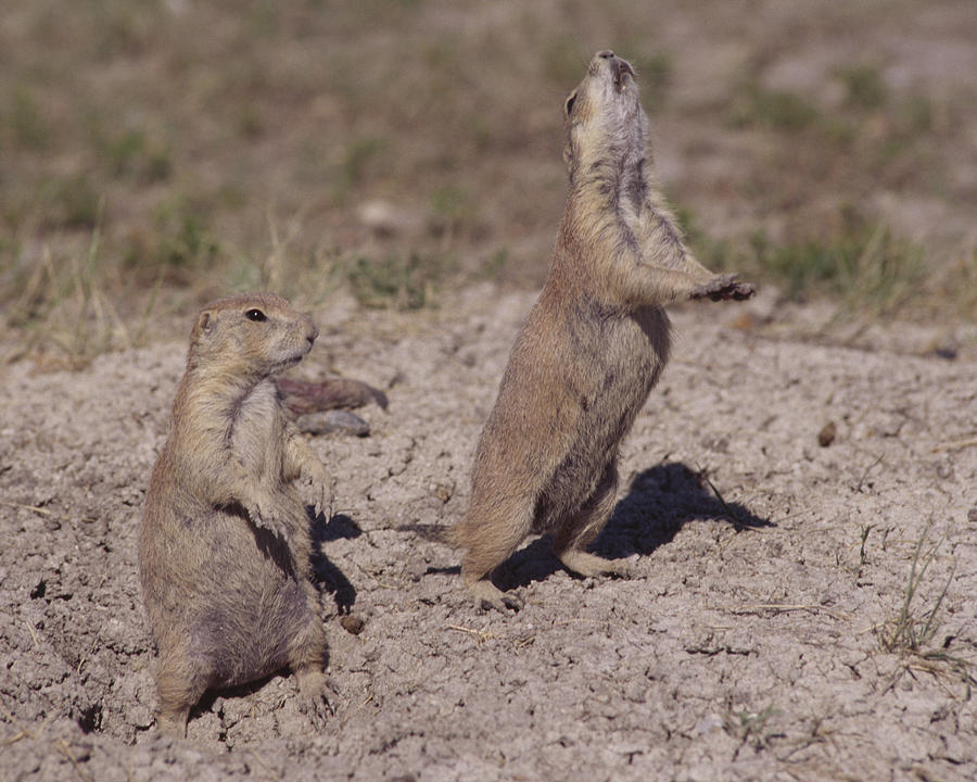 Black-tailed Prairie Dogs on the prairie Photograph by Mark Wallner ...